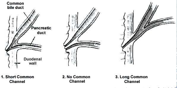 Gastrointestinal Radiology
